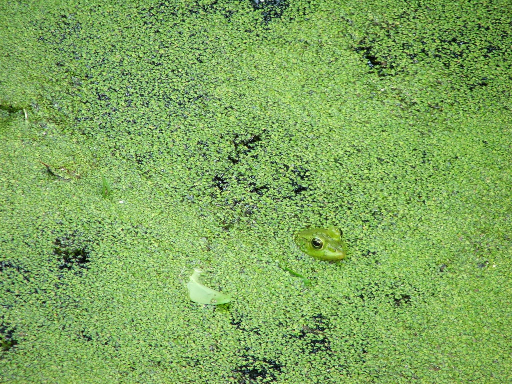 Pond-dwelling powerhouse's genome points to its biofuel potential - Archive